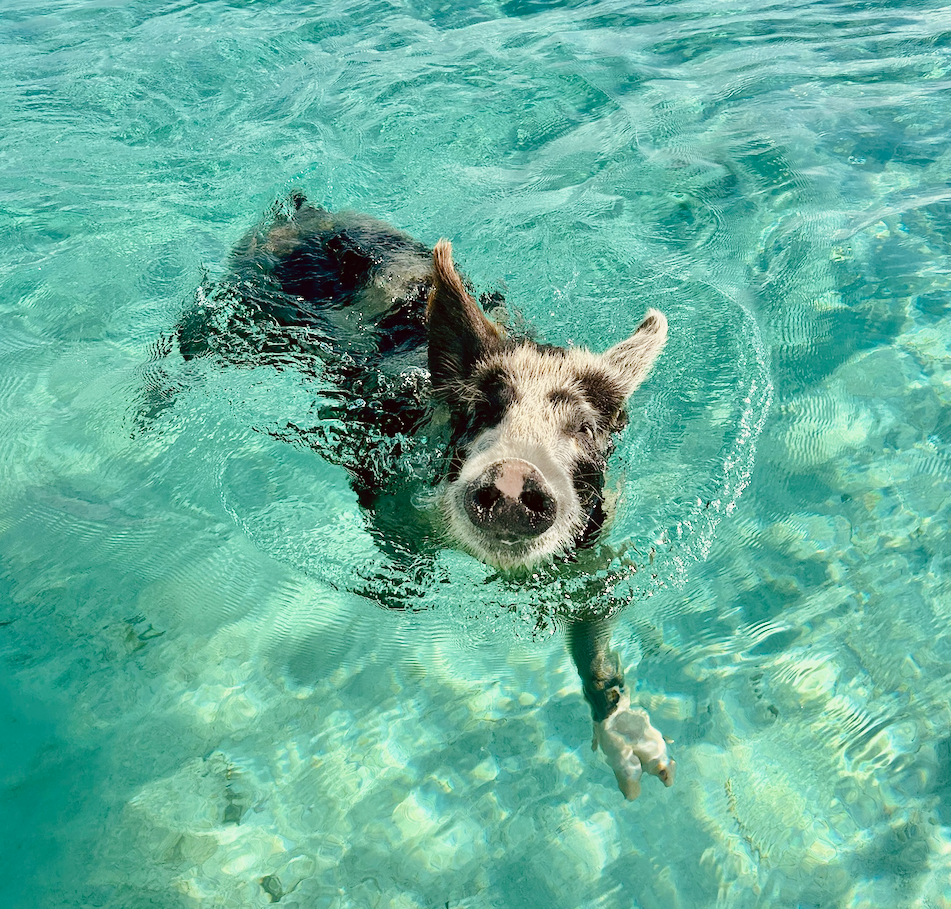 The Swimming Pigs of The Bahamas: A Unique Island Adventure